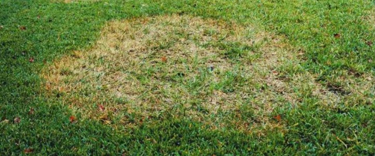 Brown Patch: A Common Lawn Disease in Florida - Collins Lawn & Shrub Care